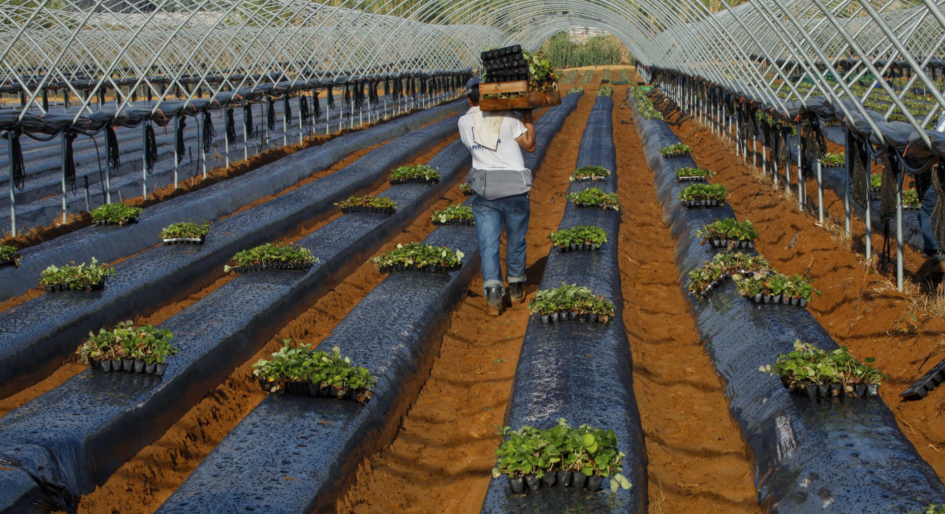 Un de cada huit estrangers que arriben a Espanya a treballar tria la ...
